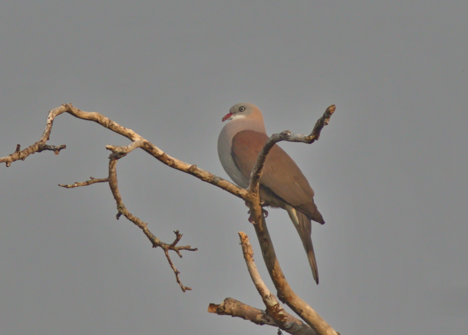 Ducula badia (Raffles, 1822)