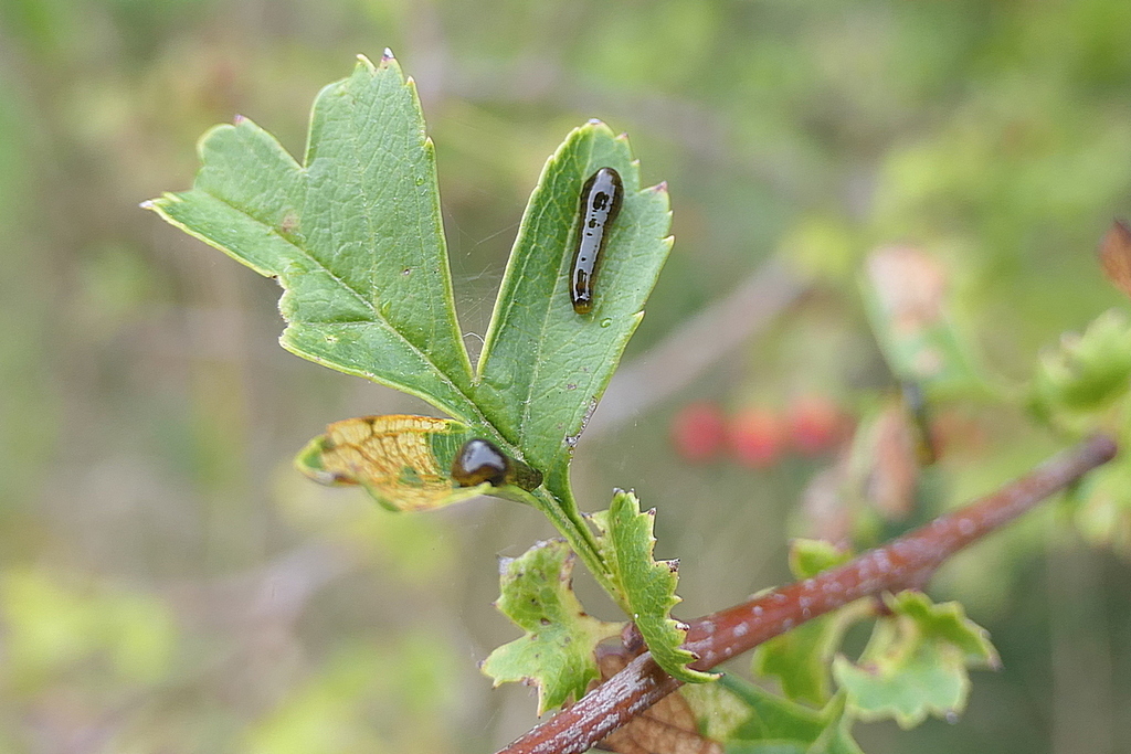 Cherry Slug Sawfly from Candelo NSW 2550, Australia on March 13, 2023 ...