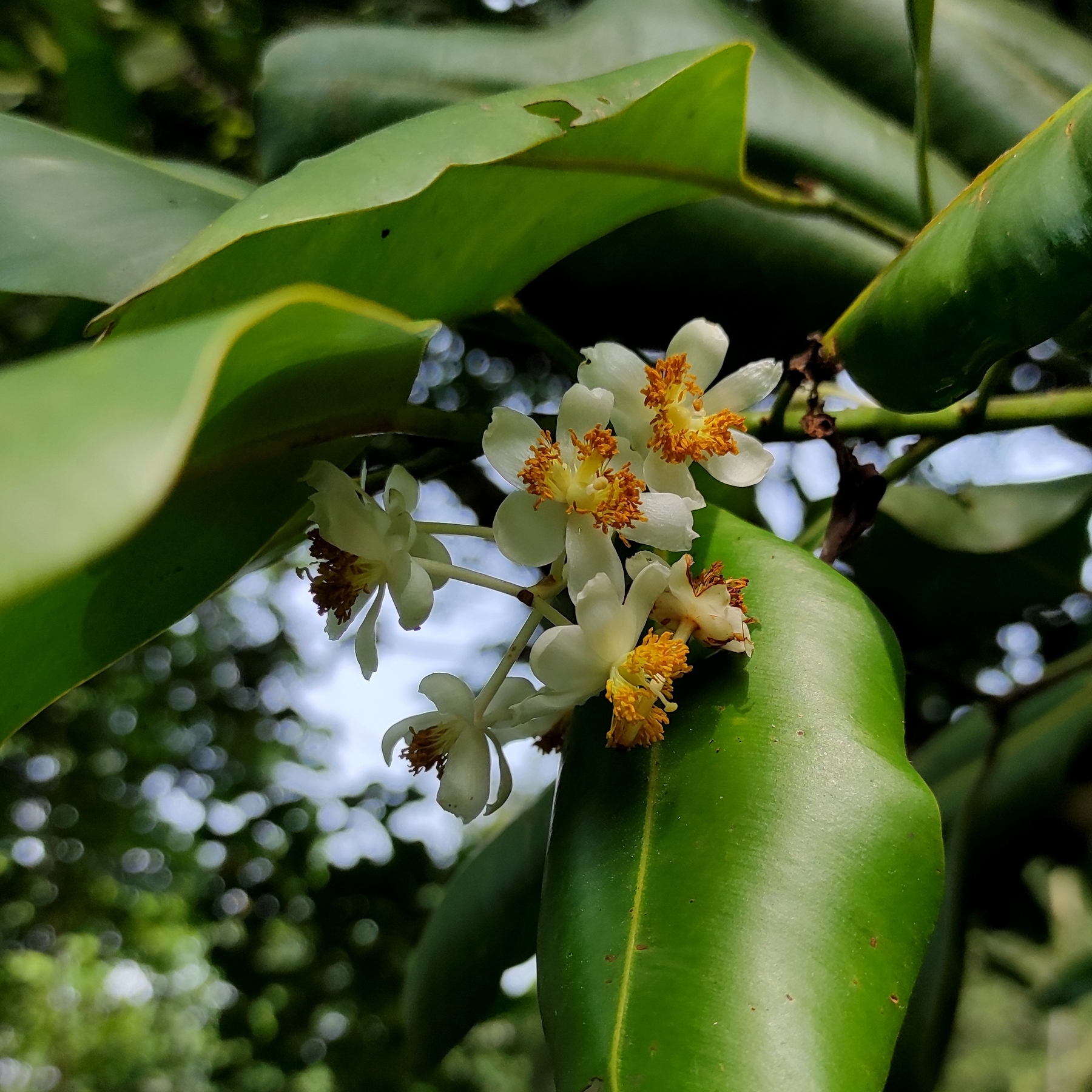 Calophyllum inophyllum L.