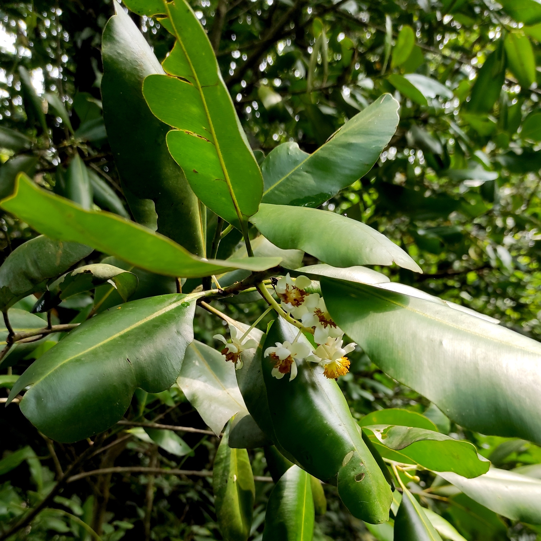 Calophyllum inophyllum L.