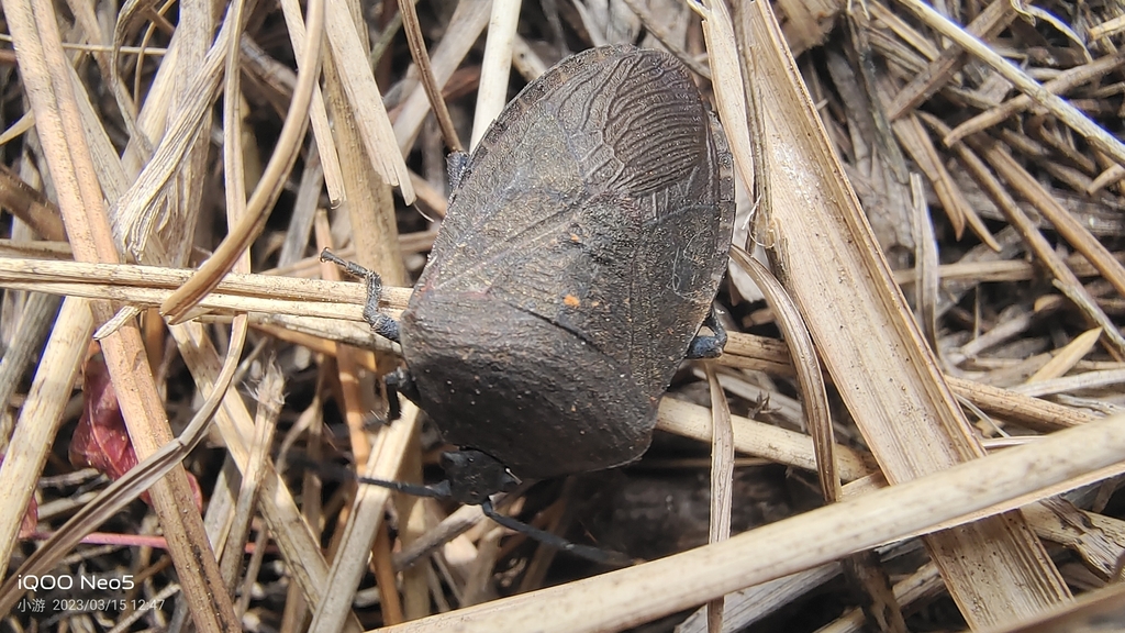 Cyclopelta from Kunming, CN-YN, CN on March 15, 2023 at 12:47 PM by 游 ...