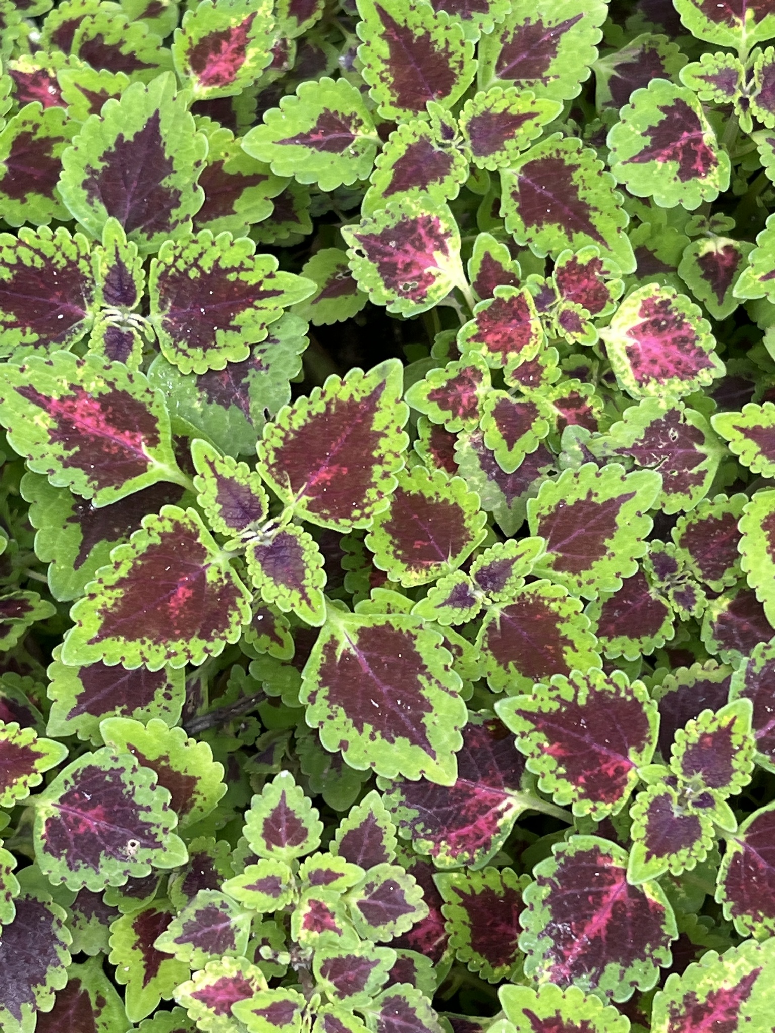 Coleus scutellarioides (L.) Benth.