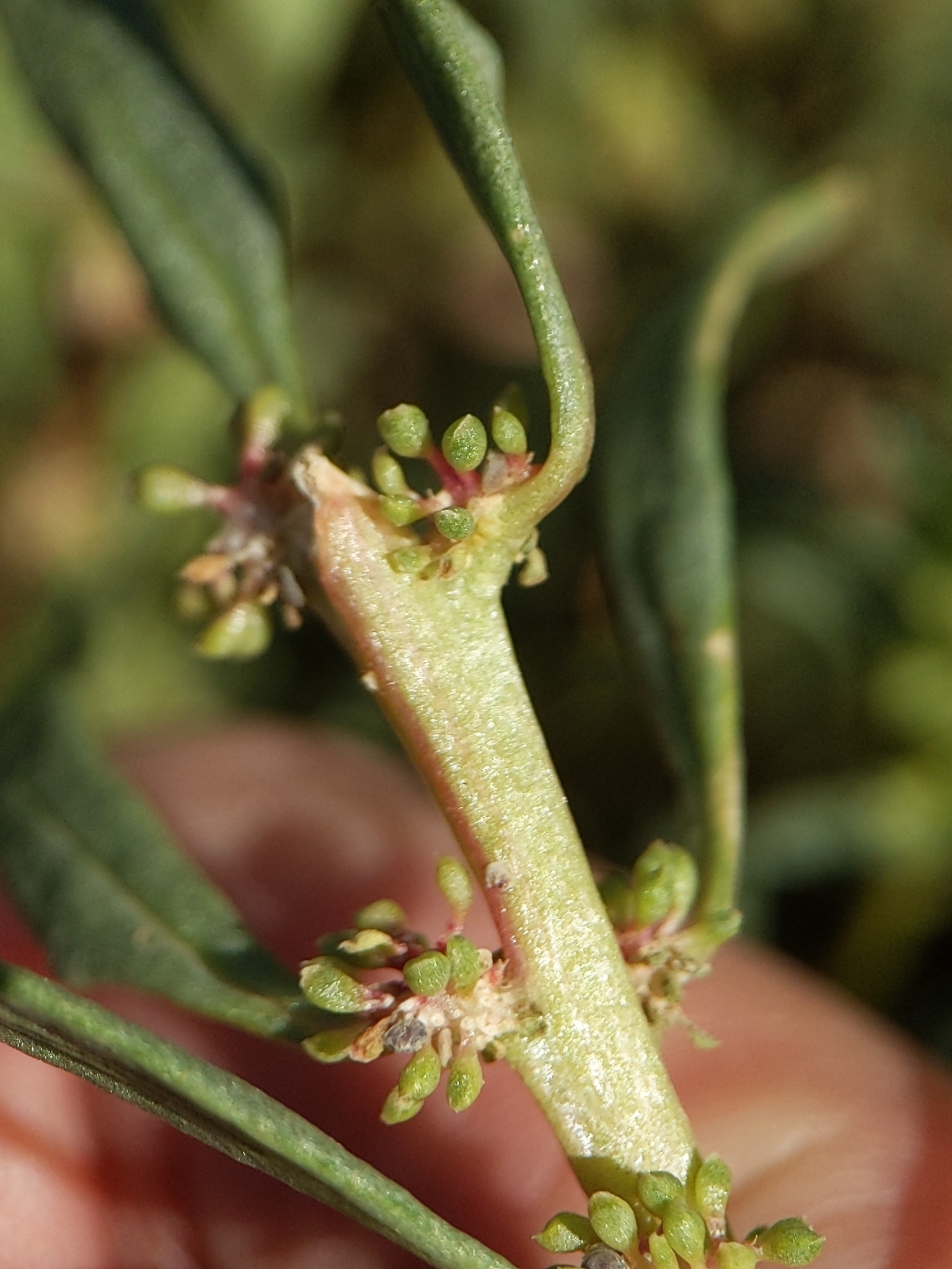 Blitum nuttallianum Roem. & Schult.
