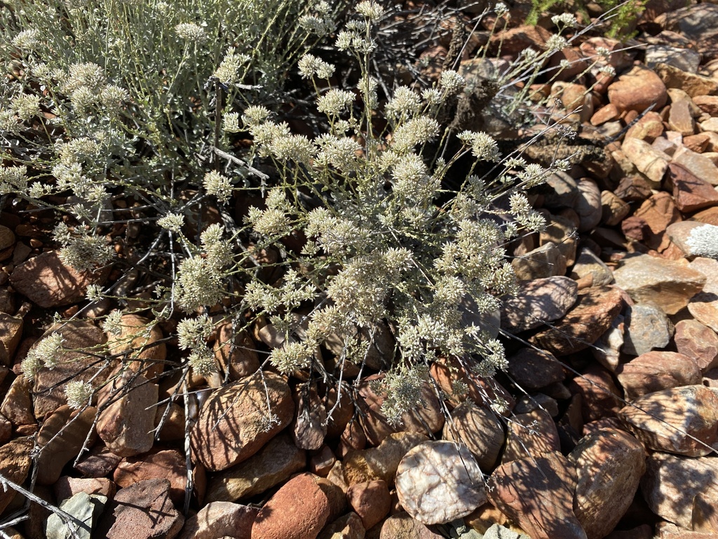 Grey Everlasting from Garden Route District Municipality, South Africa ...