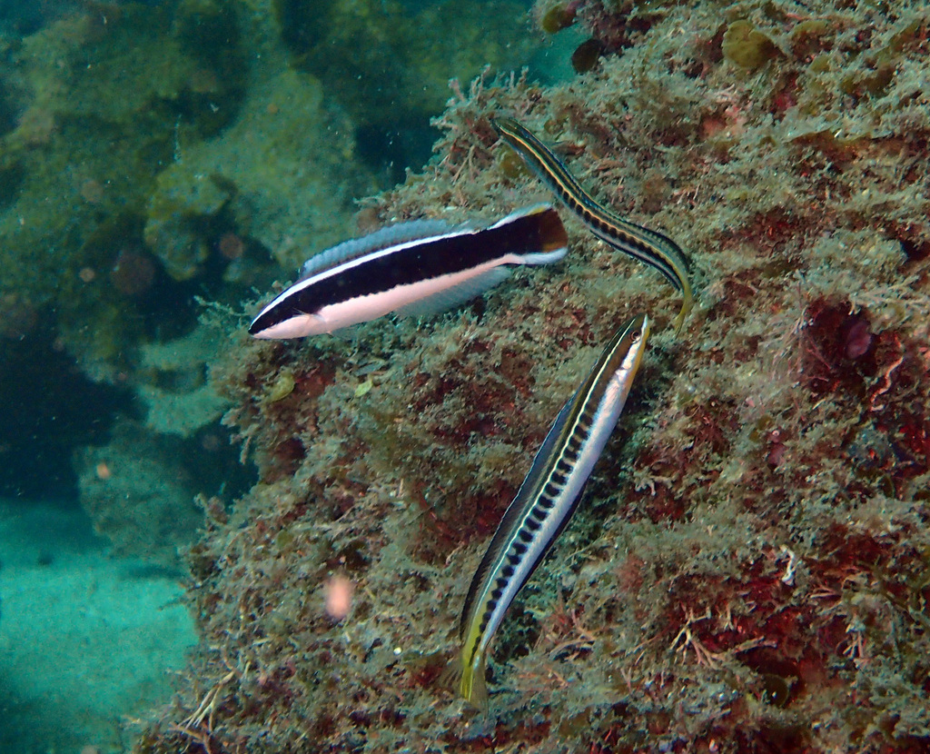 Comb Wrasse from Jervis Bay NSW, Australia on February 26, 2017 at 01: ...