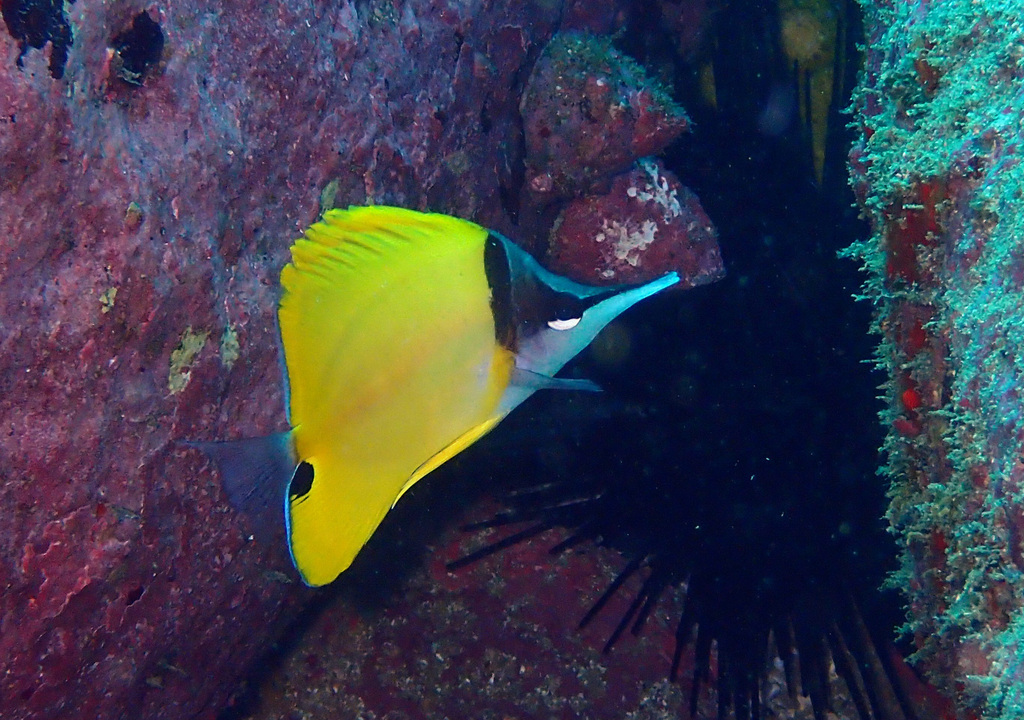 Forceps Butterflyfish from Jervis Bay NSW, Australia on April 02, 2017 ...