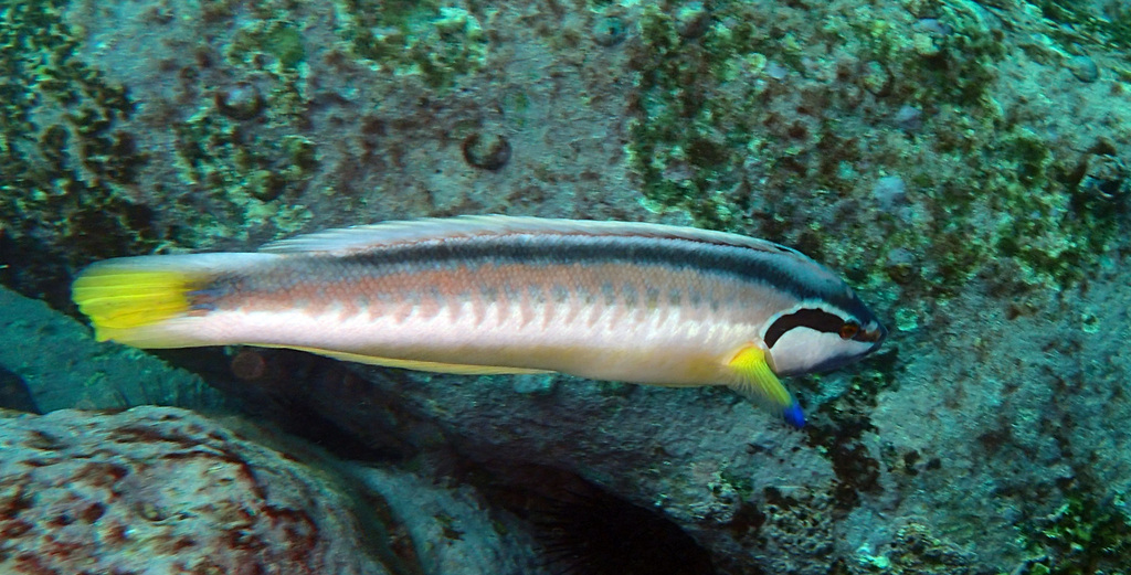 Comb Wrasse from Jervis Bay NSW, Australia on March 12, 2017 at 10:33 ...