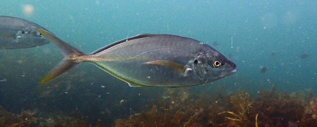 Silver Trevally from Jervis Bay NSW, Australia on May 12, 2016 at 09:57 ...