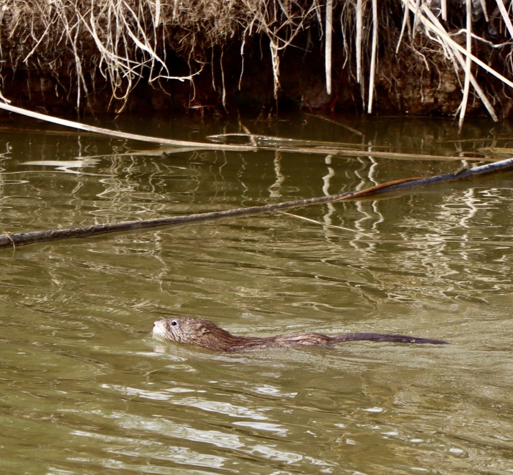 Muskrat from E Levee Rd, Yuma, AZ, US on March 14, 2023 at 04:21 PM by ...