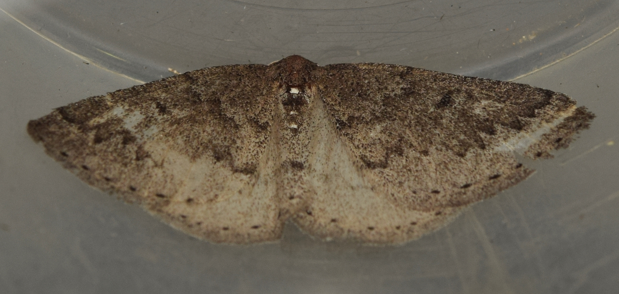 Aleucis distinctata (Herrich-Schäffer, 1839)