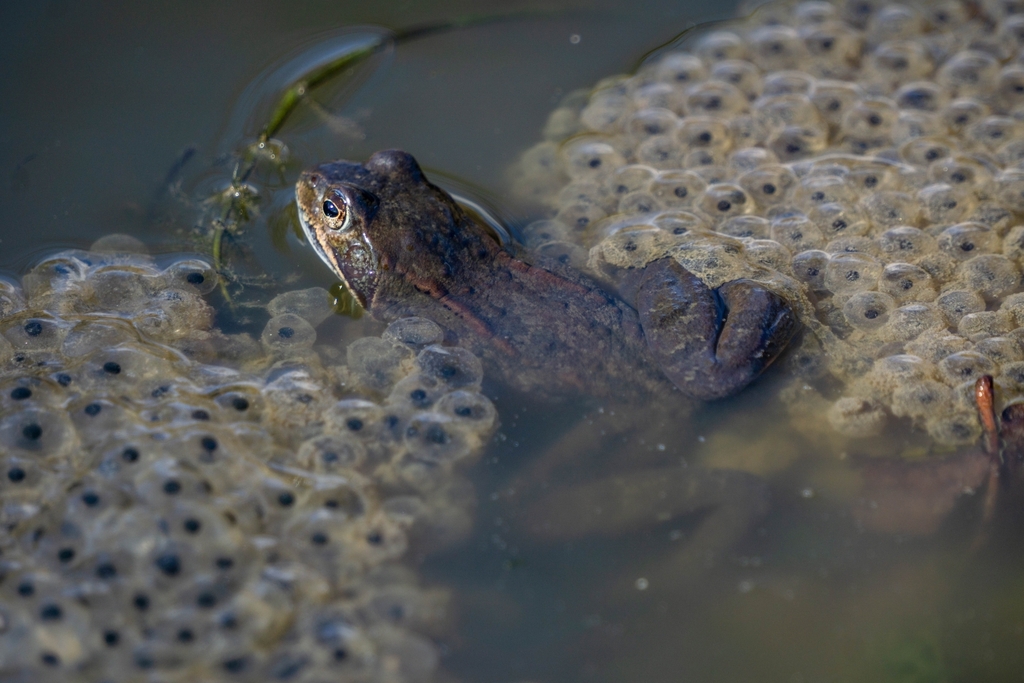 European Common Frog from Perlacher Forst, Germany on March 11, 2023 at ...
