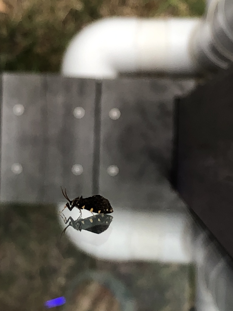 Australian bag moth from Bangalay Ave, Frankston South, VIC, AU on ...