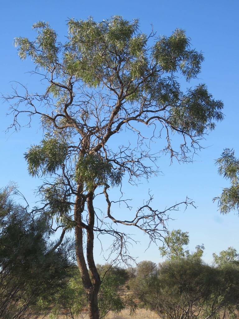 dicots from Tibooburra NSW 2880, Australia on March 15, 2023 at 07:19 ...