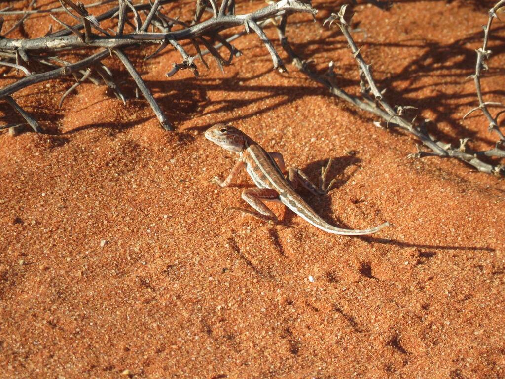 Red-backed Sand Dragon from Tibooburra NSW 2880, Australia on March 15 ...