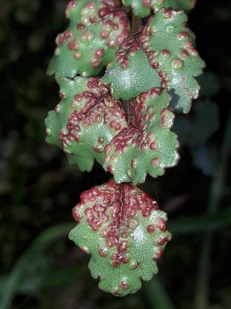Silver beech from Queenstown-Lakes, NZ-OT, NZ on March 11, 2023 at 03:19 PM by naturewatchwidow ...
