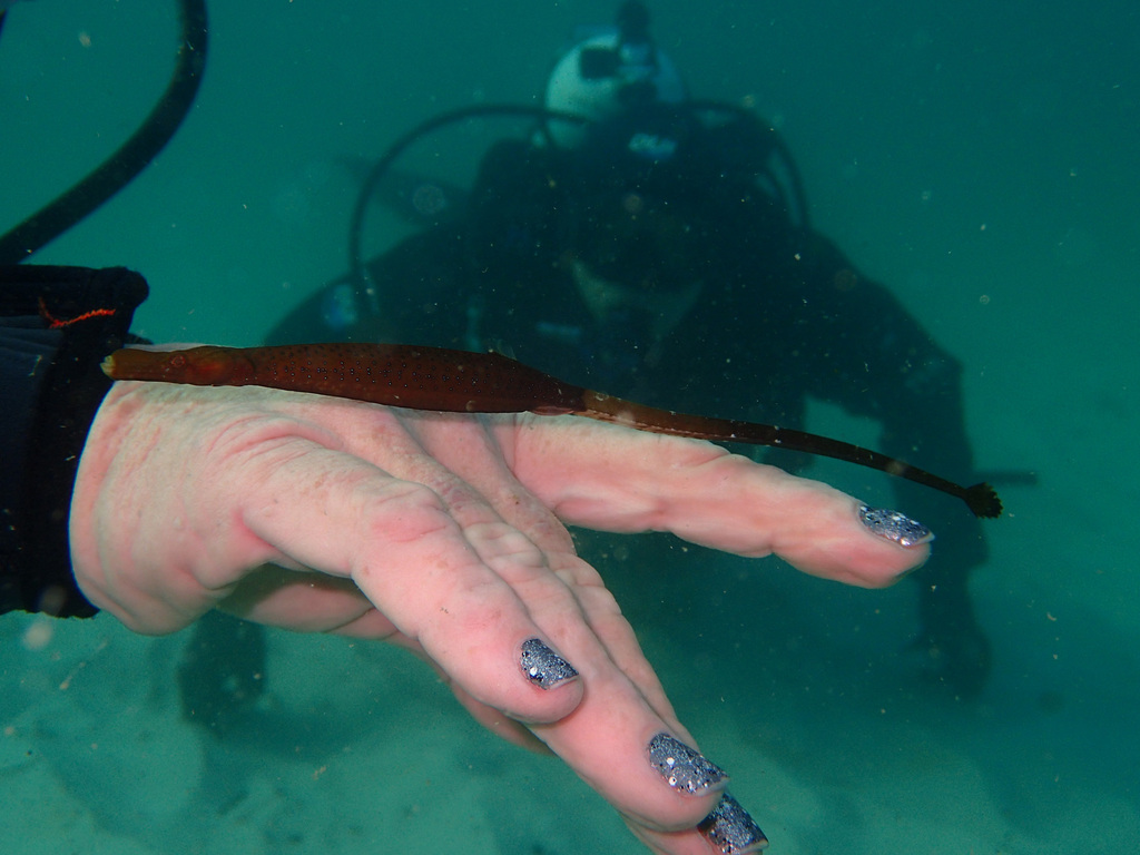 Crested Pipefish from Jervis Bay NSW, Australia on May 11, 2016 at 03: ...