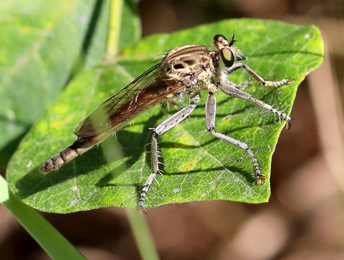 Philodicus fraterculus · iNaturalist