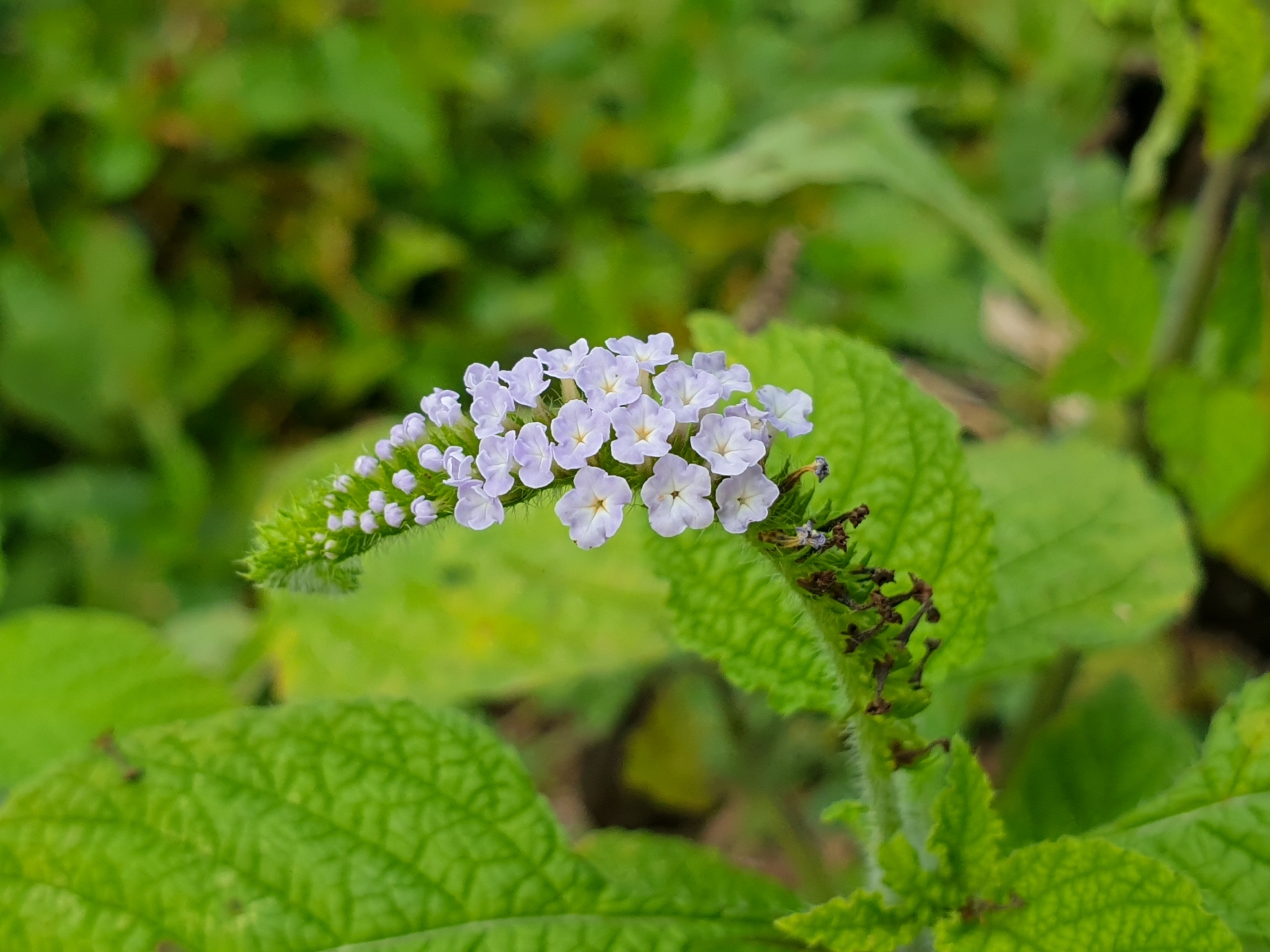 Heliotropium indicum L.