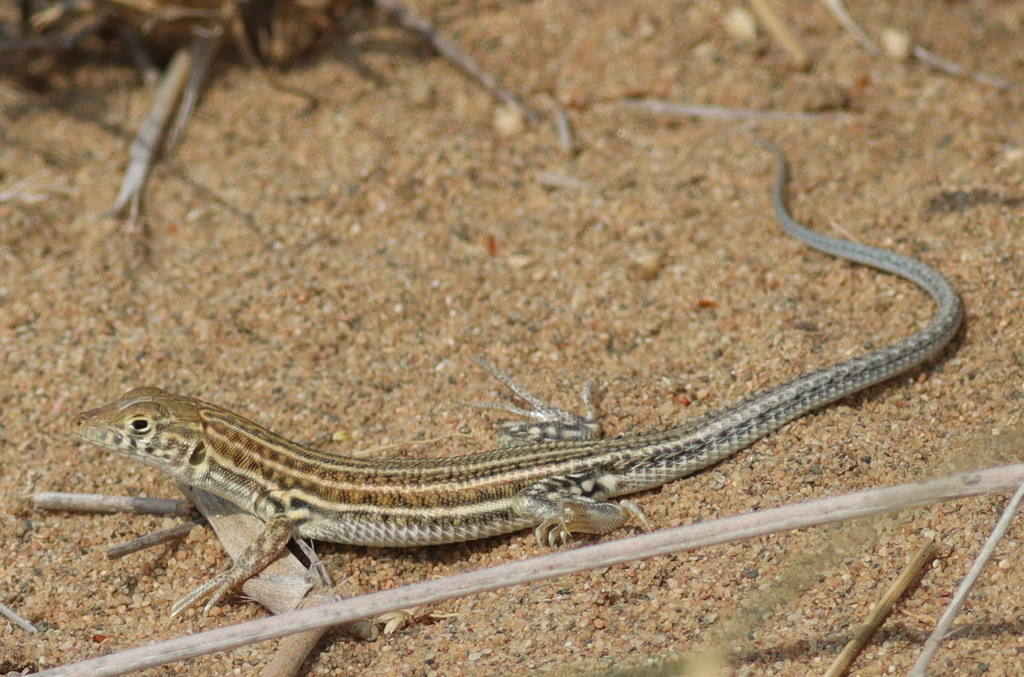 Bosc’s Fringe-toed lizard from Jizan, Saudi Arabia on February 26, 2023 ...