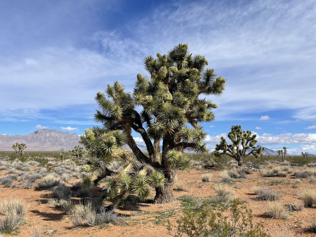 Eastern Joshua Tree (Yucca brevifolia jaegeriana) - Botanical Realm