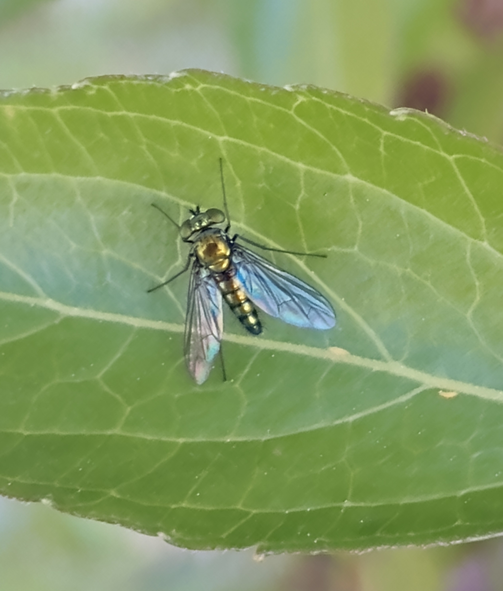 Condylostylus longicornis (Fabricius, 1775)