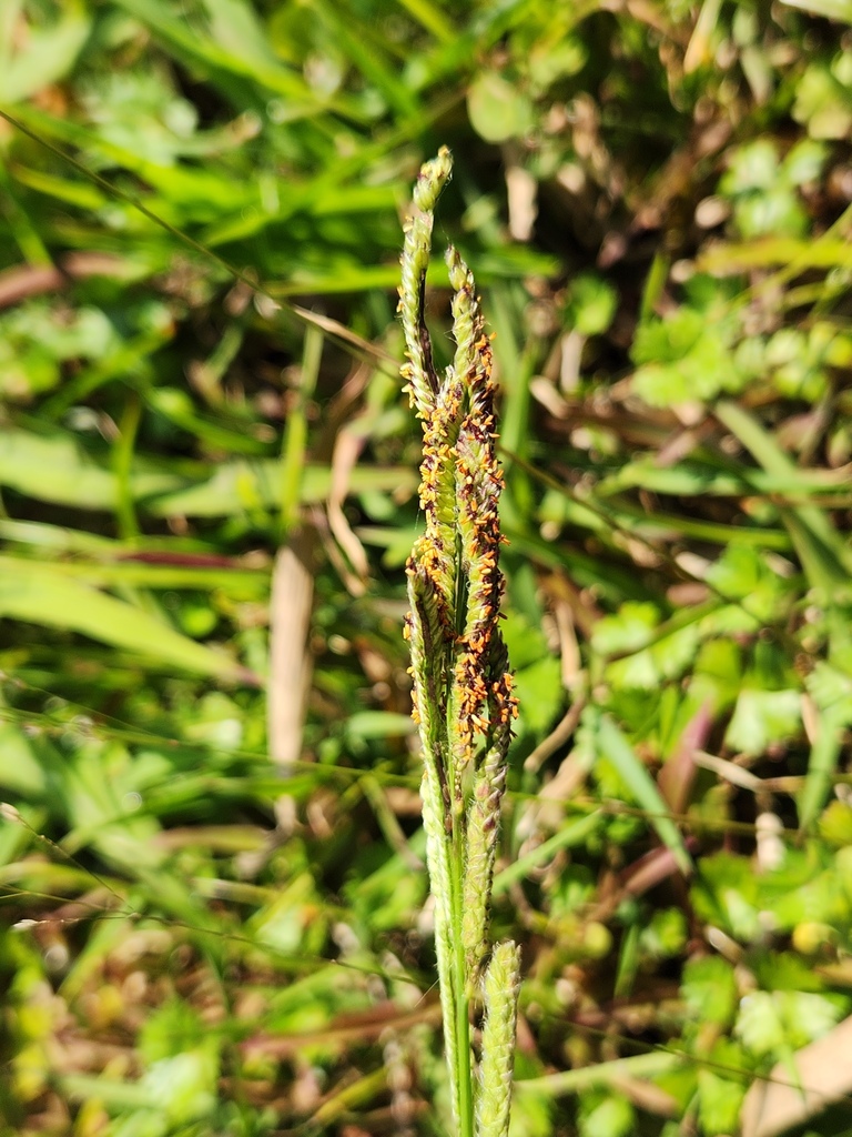 Vasey Grass from 台灣台北 on March 15, 2023 at 09:51 AM by 胡正恆(Jackson Hu ...