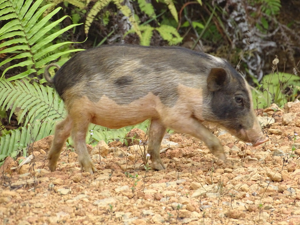 Domestic Pig from Kalimantan Indonesia on September 30, 2015 by James ...
