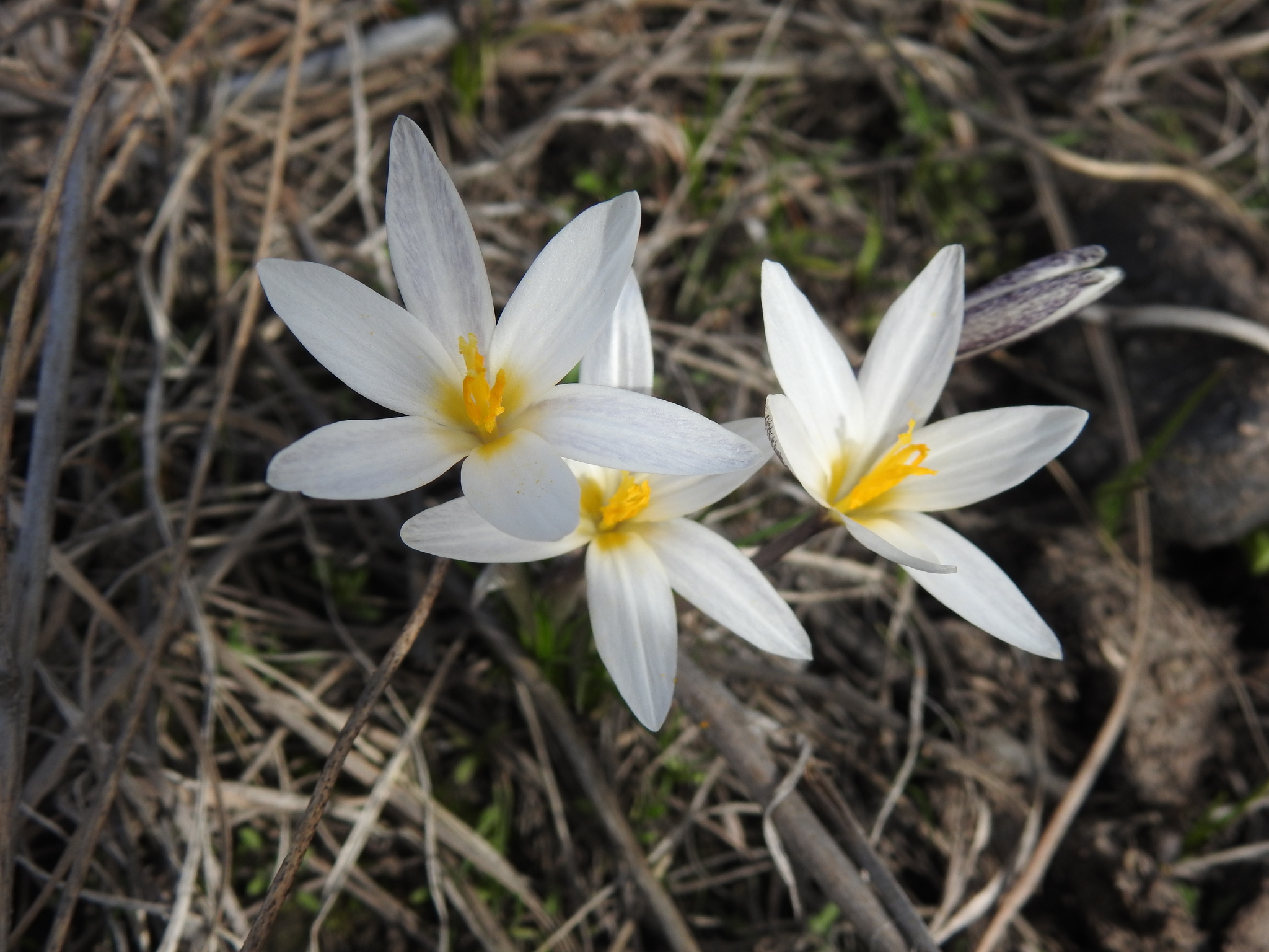 Crocus alatavicus Regel & Semen.