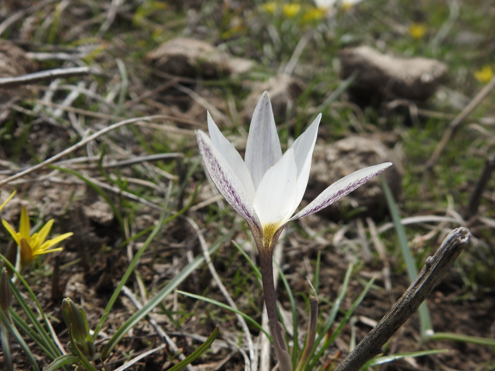 Crocus alatavicus Regel & Semen.