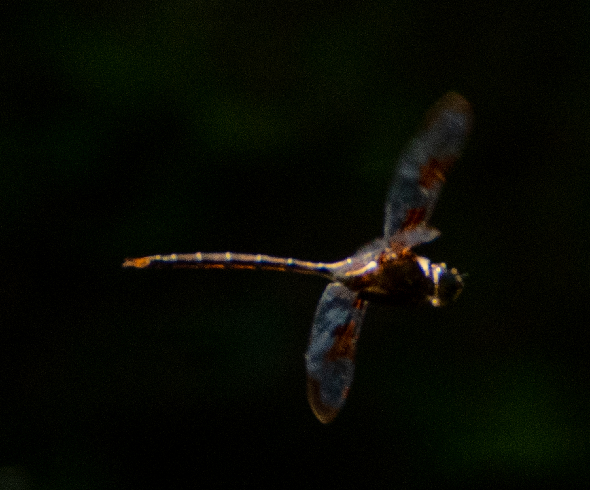 Epitheca princeps Hagen, 1861