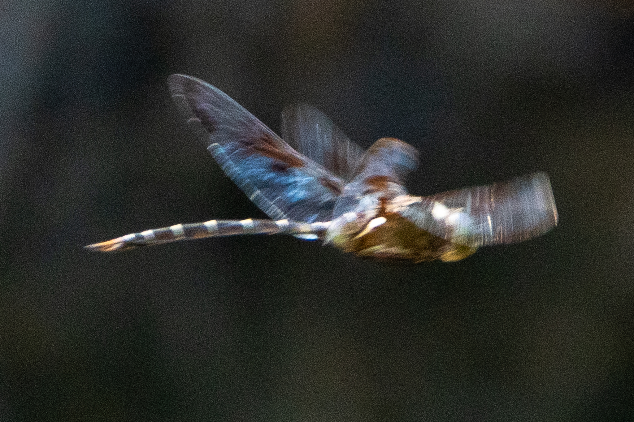 Epitheca princeps Hagen, 1861