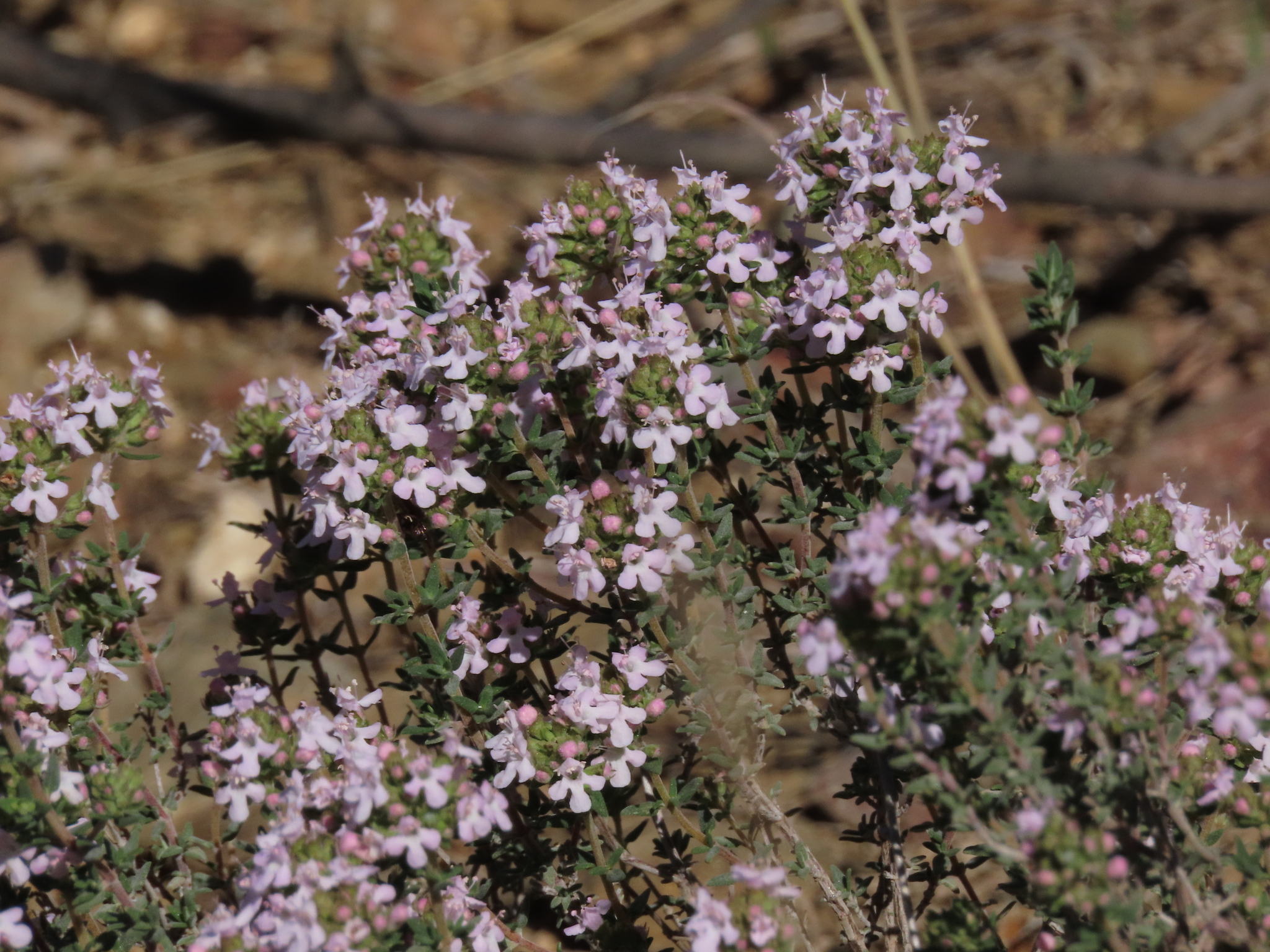 Thymus vulgaris L.
