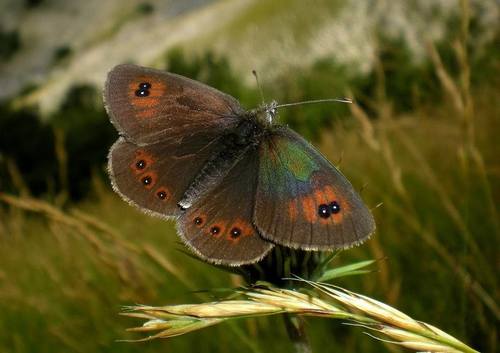 Western Brassy Ringlet (Erebia dromus) · iNaturalist