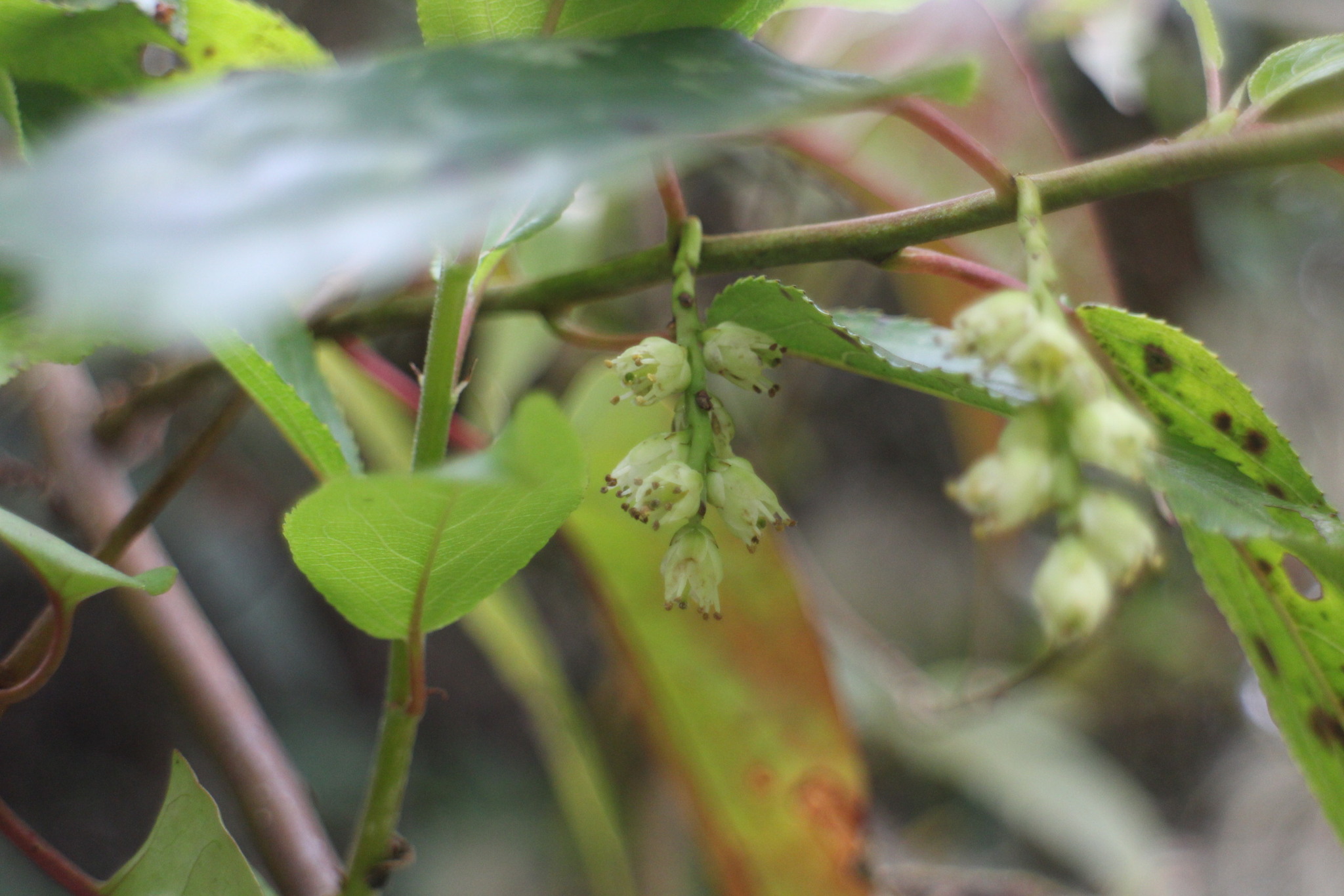 Stachyurus Siebold & Zucc.
