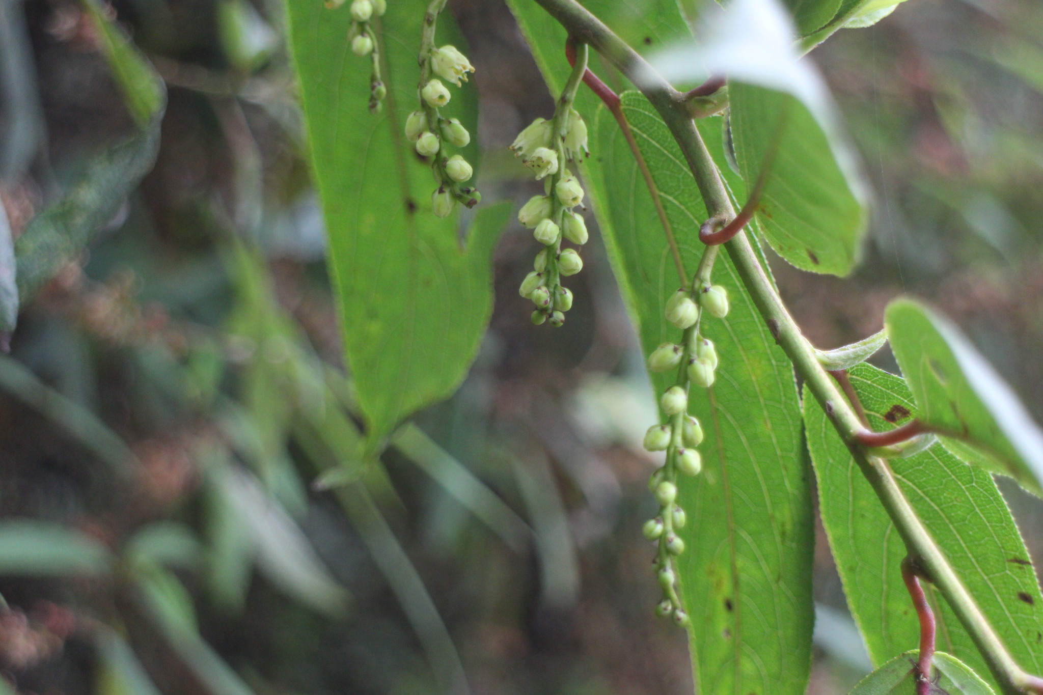 Stachyurus Siebold & Zucc.