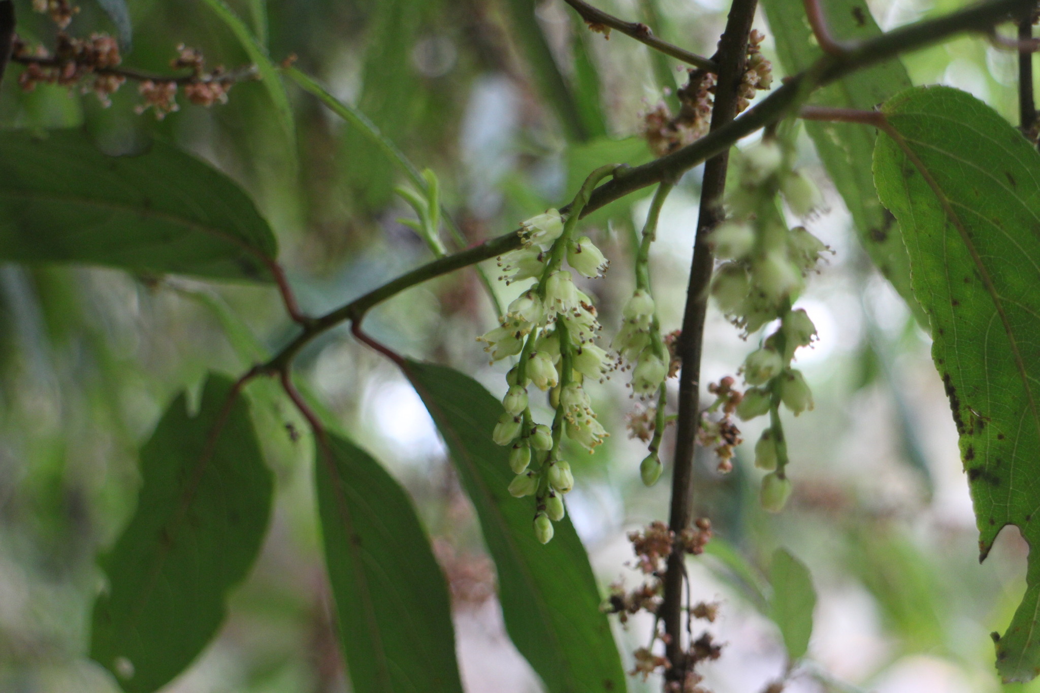 Stachyurus Siebold & Zucc.