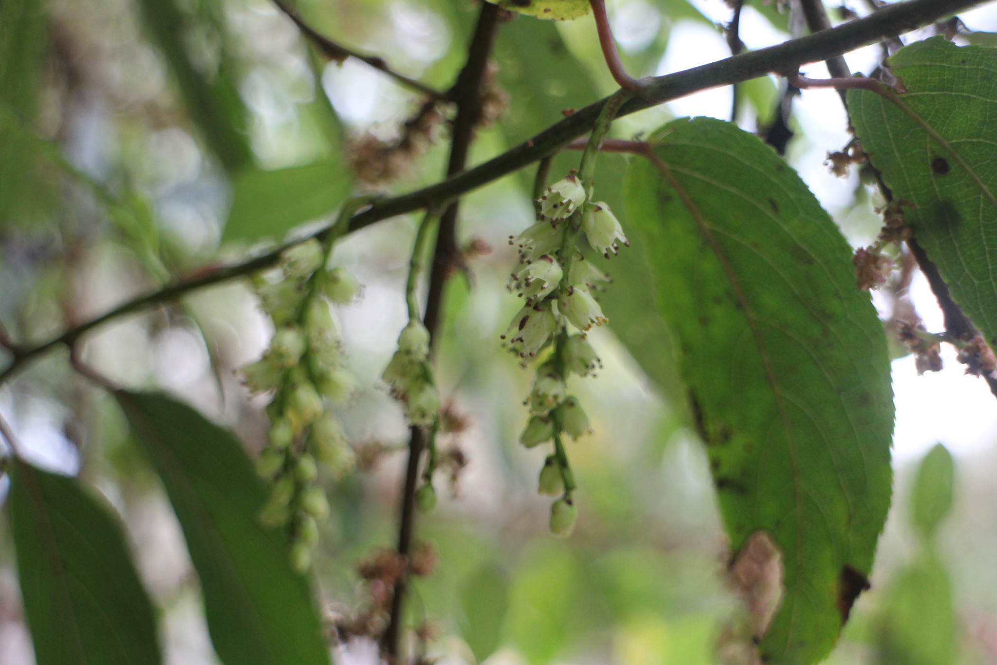 Stachyurus Siebold & Zucc.