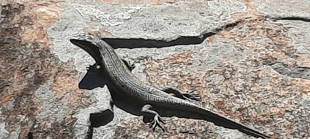 Speckled Rock Skink from Joe Gqabi District Municipality, South Africa ...