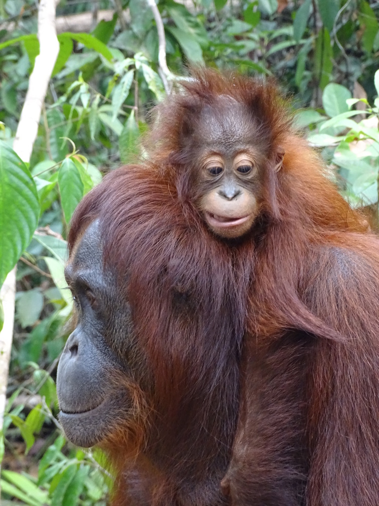 Orangutans (Pongo) - Know Your Mammals
