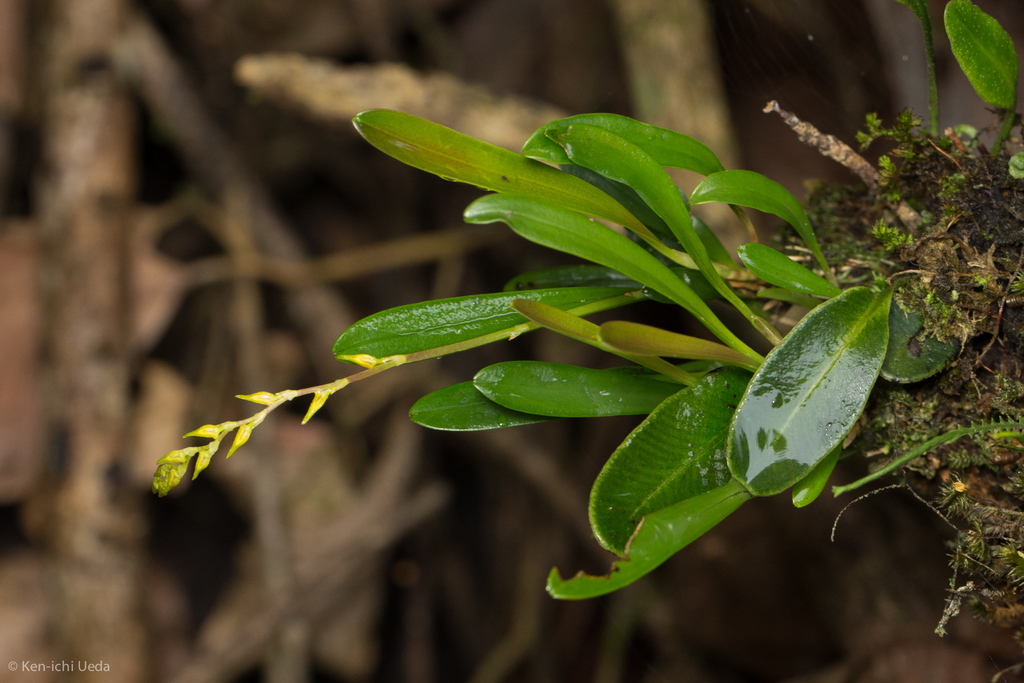Specklinia costaricensis (Orchids of Costa Rica; Orquídeas de Costa ...