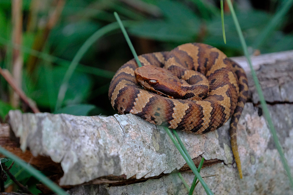 Northern Cottonmouth from Virginia Beach, VA, USA on November 12, 2022 ...