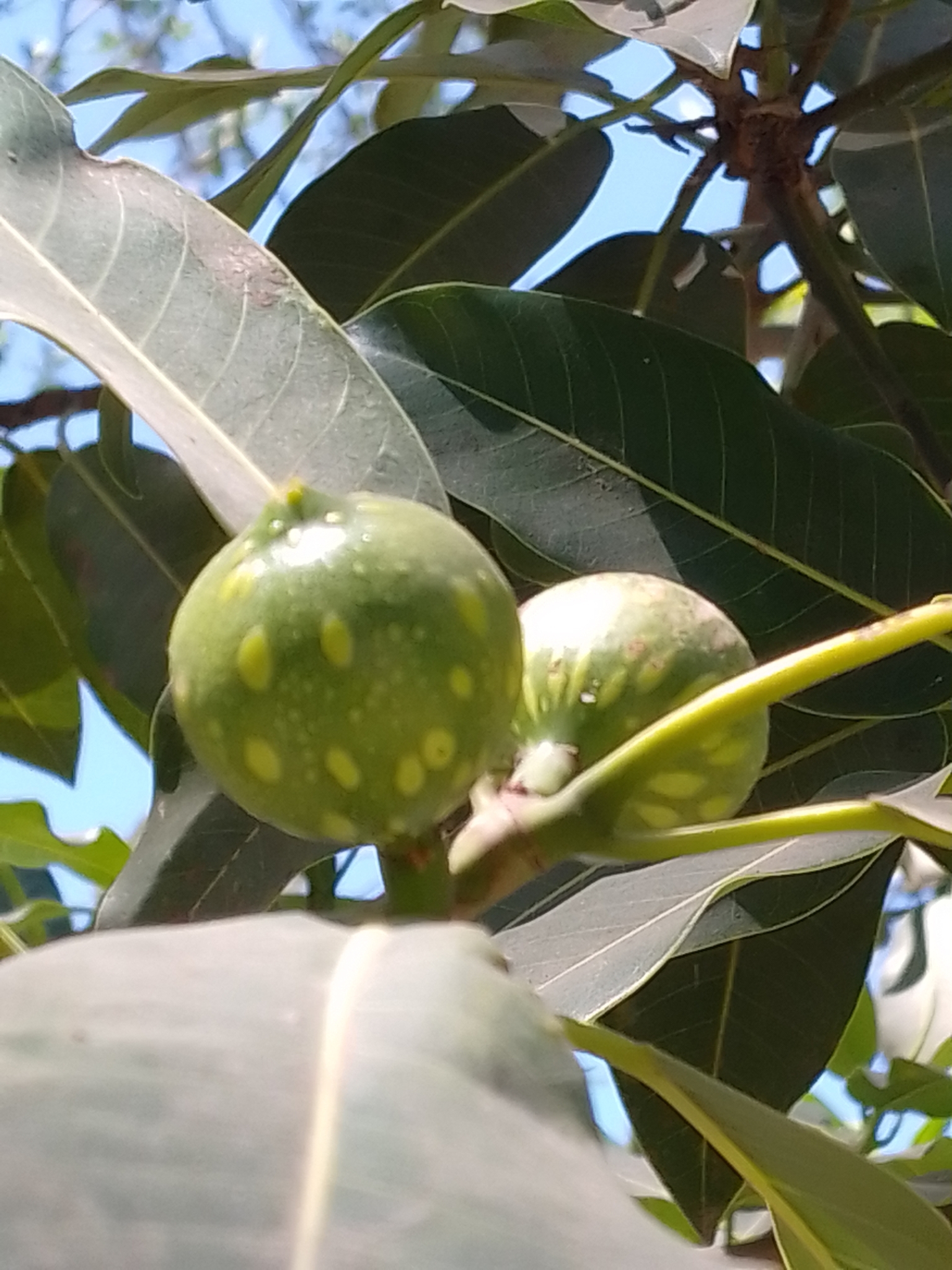 Ficus insipida Willd.