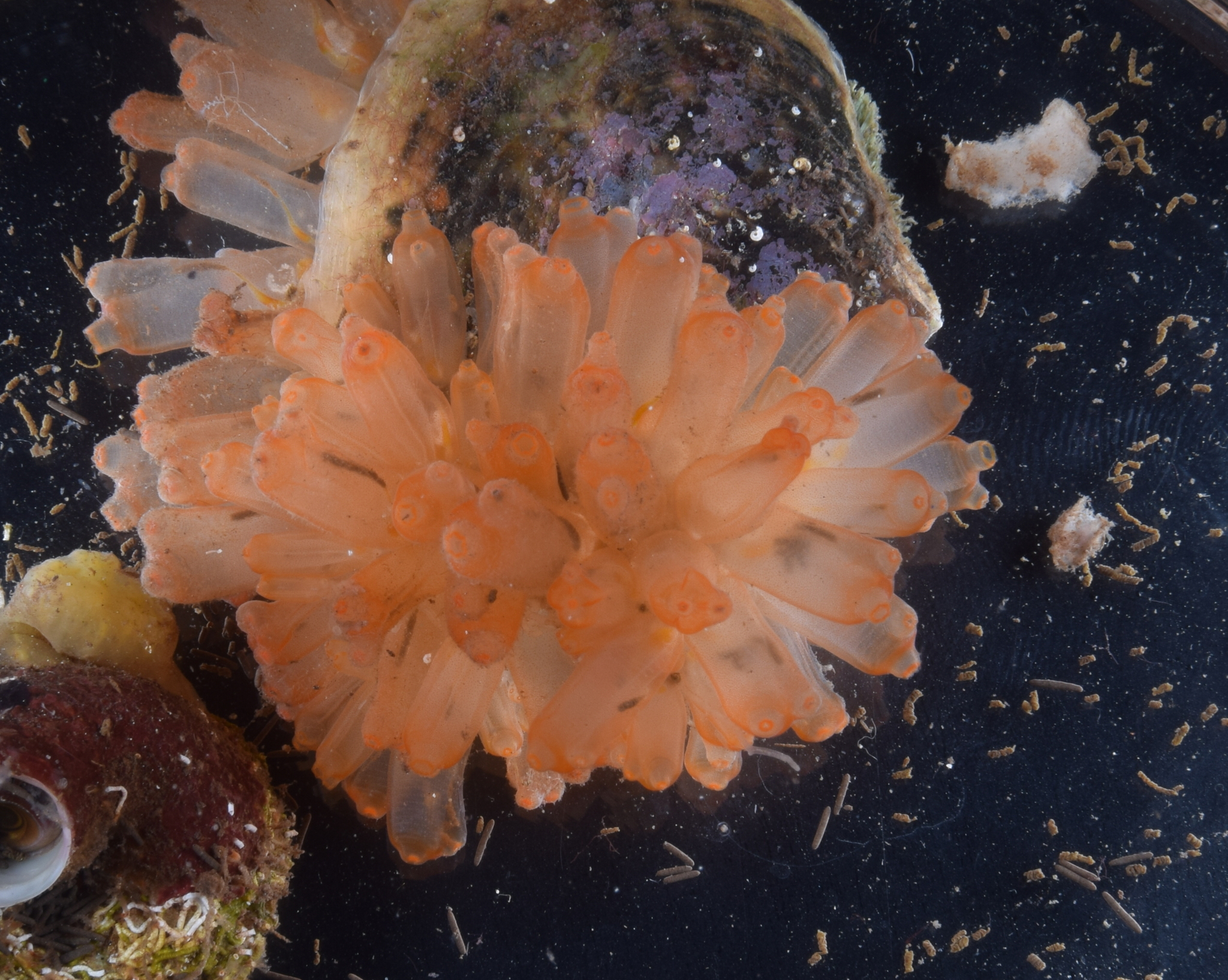 Ecteinascidia Herdman, 1880