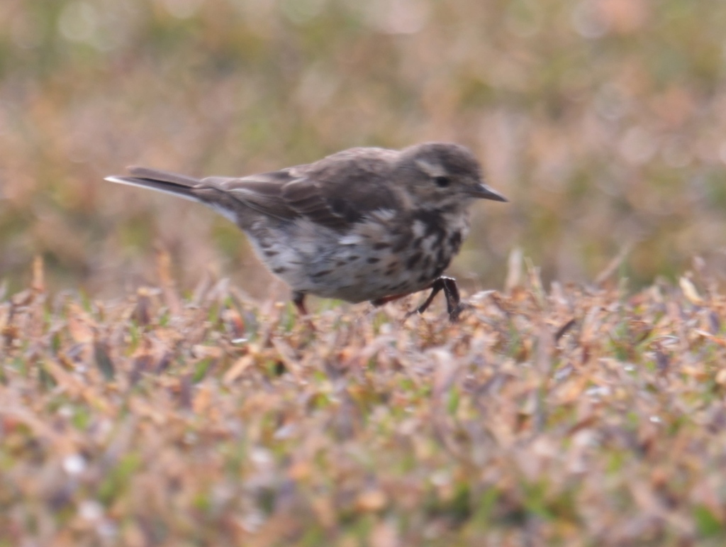 American Pipit from 台灣台北 on March 15, 2023 at 07:41 AM by 胡正恆(Jackson ...
