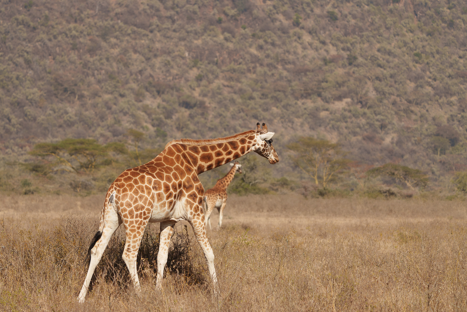 Giraffa camelopardalis (Linnaeus, 1758)