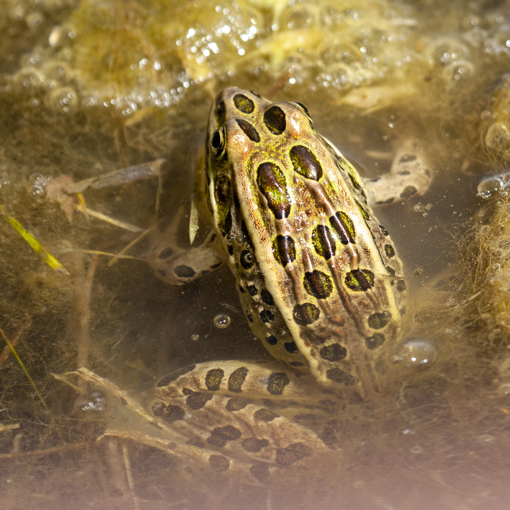 Northern Leopard Frog in August 2008 by Dona Hilkey · iNaturalist