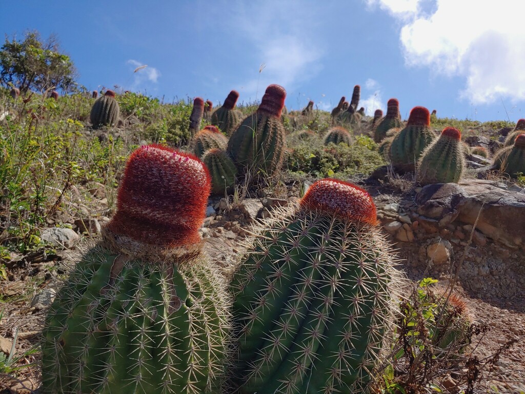Turk's Cap Cactus from Central, St John 00830, USVI on December 1, 2021 ...