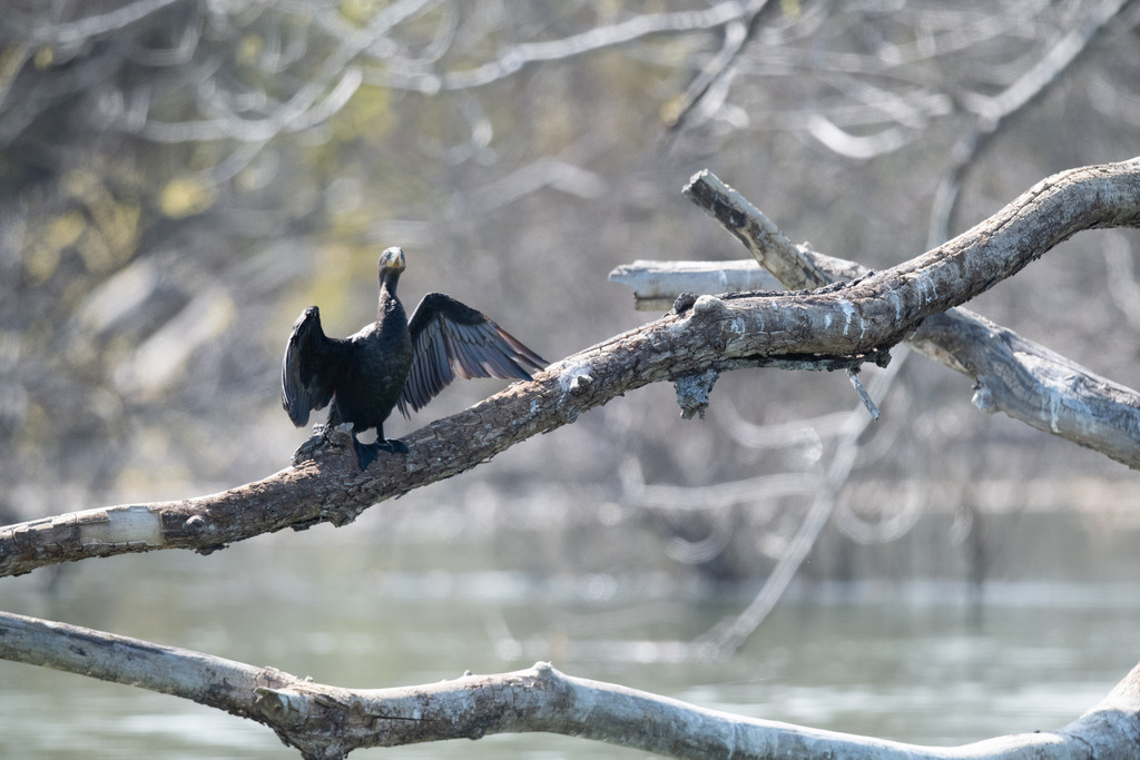 Double-crested Cormorant from Lewisville, TX, USA on March 14, 2023 at ...