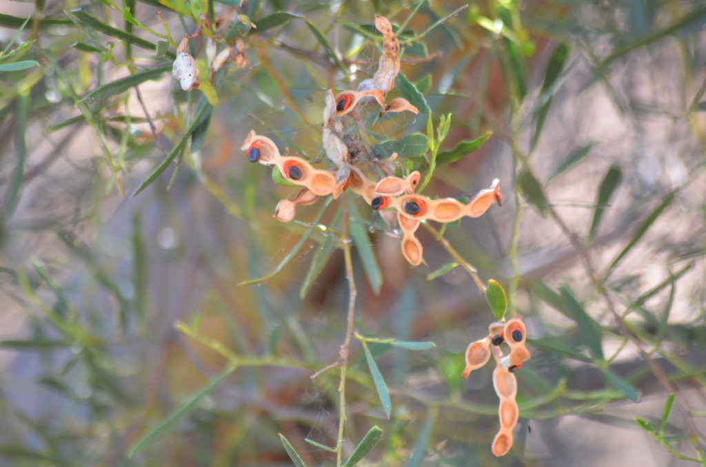 Dune Wattle from Ponde SA 5238, Australia on March 11, 2023 at 04:23 PM ...