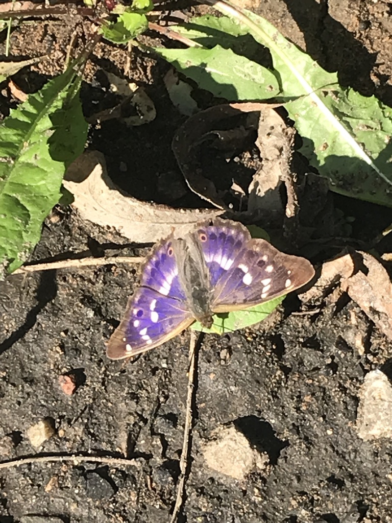 Lesser Purple Emperor from Никулинская улица, Москва, Москва, RU on ...